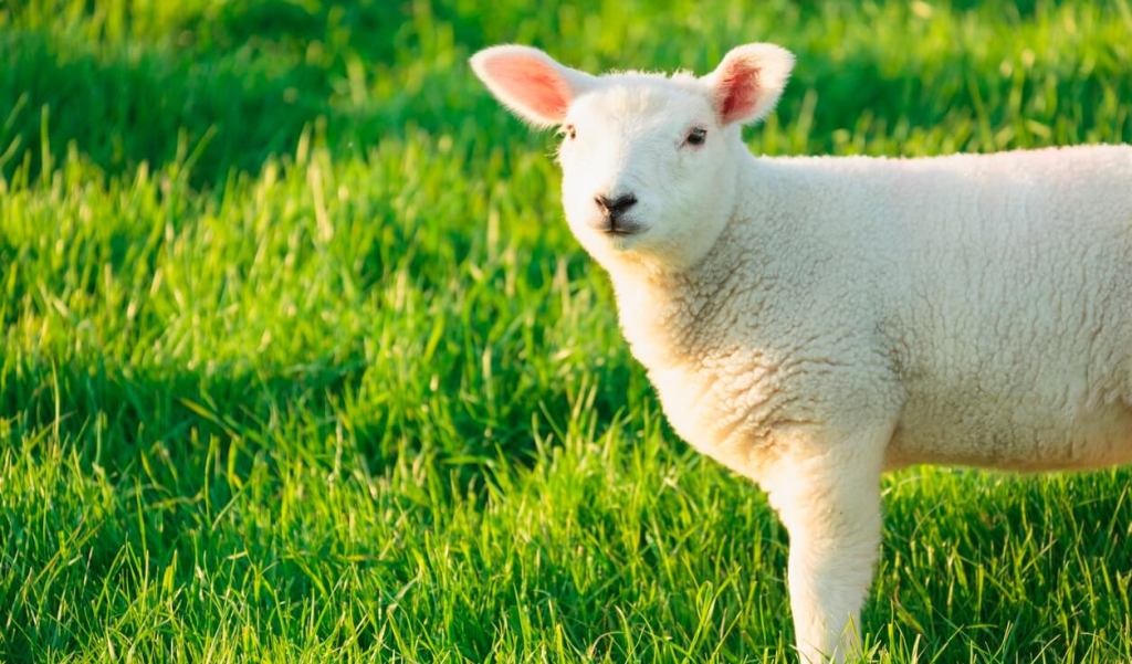 The Bummer Lamb – Tewahedo Orthodox Girl